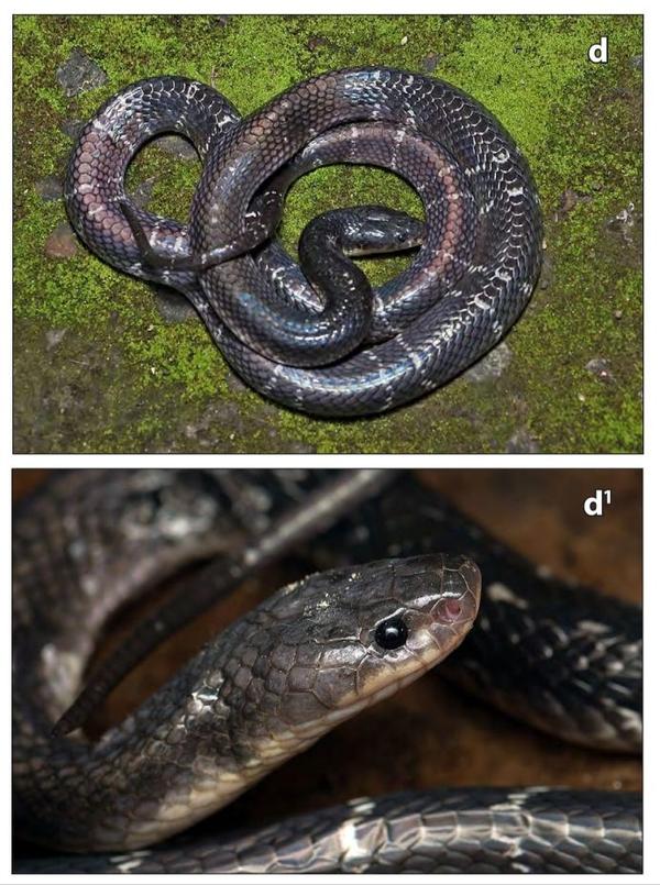 献给钟爱的Bungarus环蛇属（Krait) - 知乎