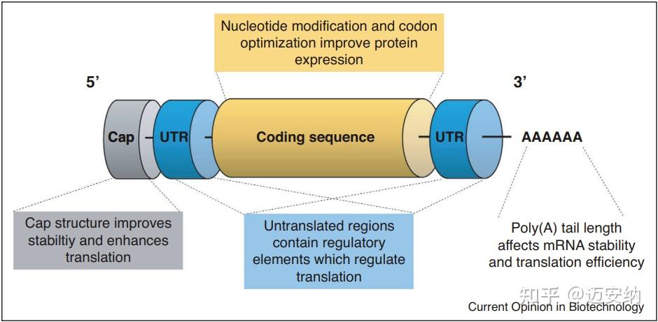 mRNA-LNP疫苗的设计考量 - 知乎