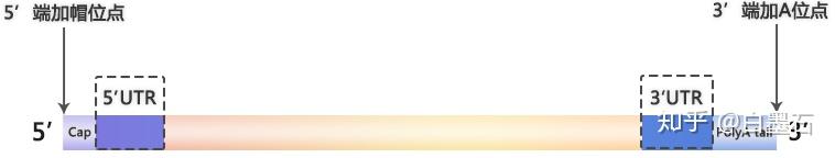 基因结构 - 知乎