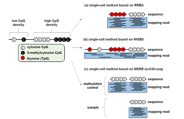 易基因｜综述：单细胞DNA甲基化分析方法全介绍及未来发展前景预测 - 知乎