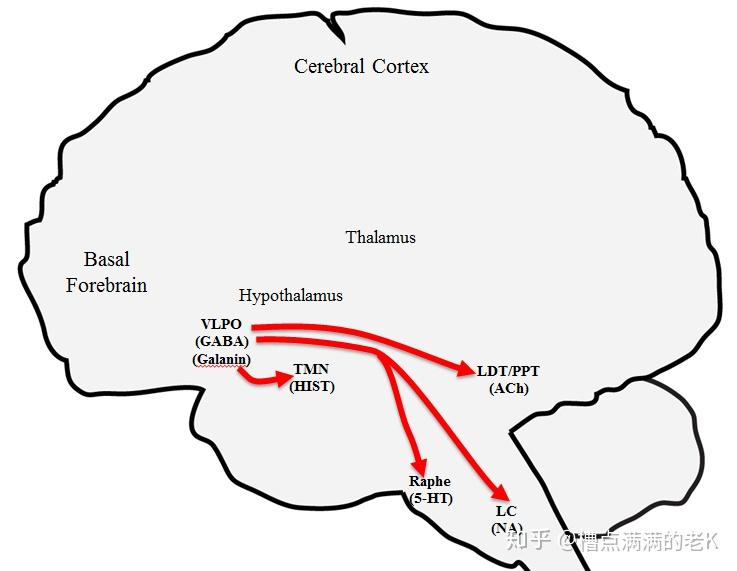 睡眠的机理及其意义是什么？ - 知乎
