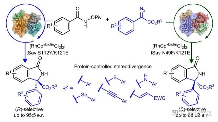 Nat. Synth.：Rh(III)人工金属酶催化，实现异吲哚酮的对映发散合成 - 知乎