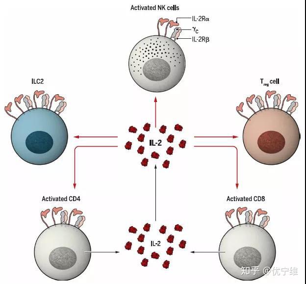 IL-2: Cytokine界的金刚小王子 - 知乎