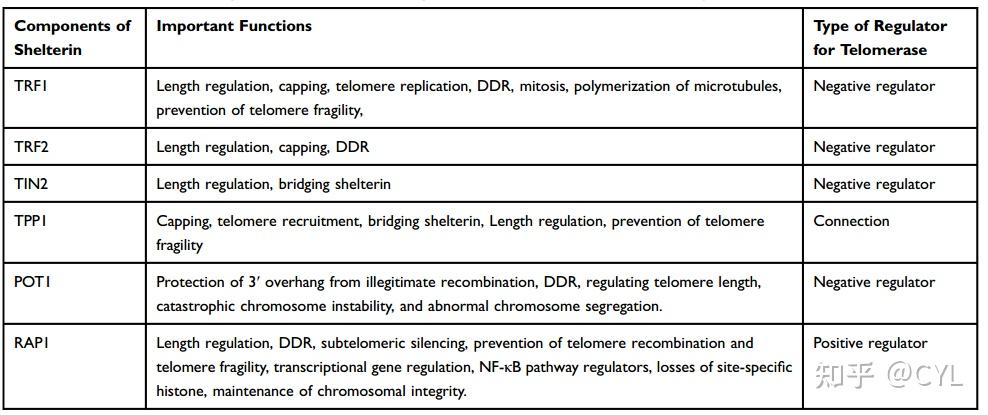 【文献翻译】端粒处的 Shelterin 复合物：对衰老的影响 - 知乎