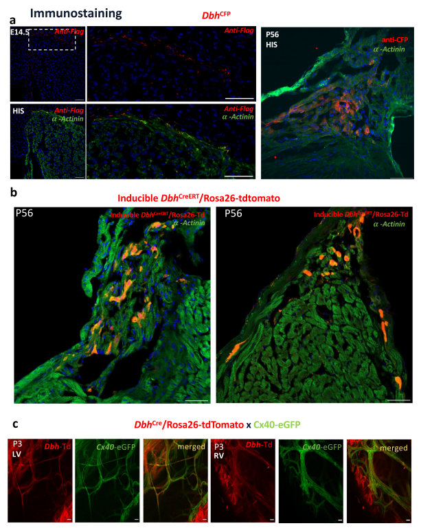 Nat. Commun. | Stereo-seq助力绘制不同发育阶段小鼠心脏的单细胞时空图谱 - 知乎