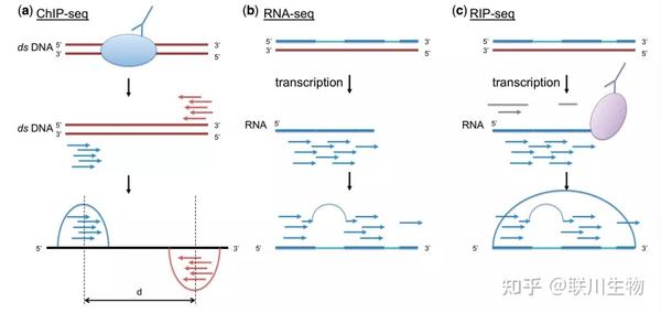 同样是peak calling工具，为什么我们pick它 - 知乎