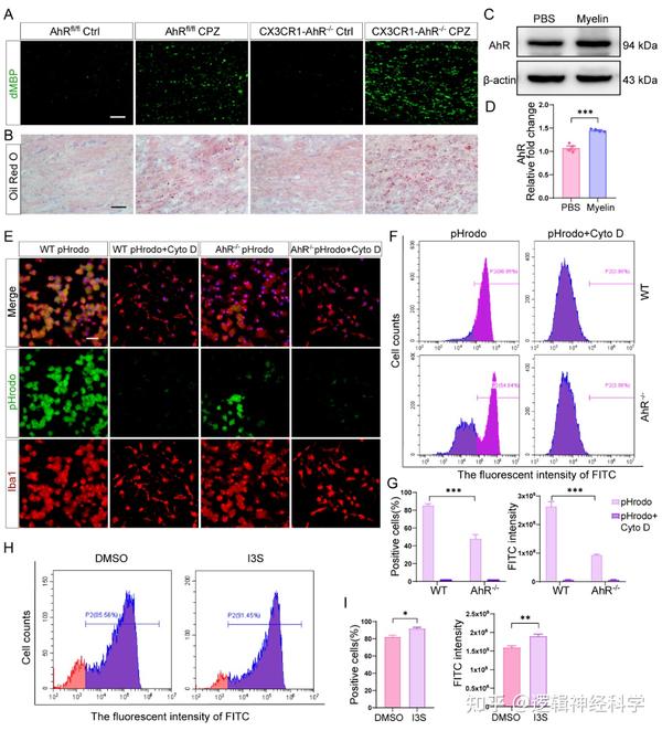 J Neuroinflammation｜复旦大学汪军/王彦青团队揭示小胶质细胞AhR受体调控吞噬作用改善脱髓鞘损伤中的机制 - 知乎