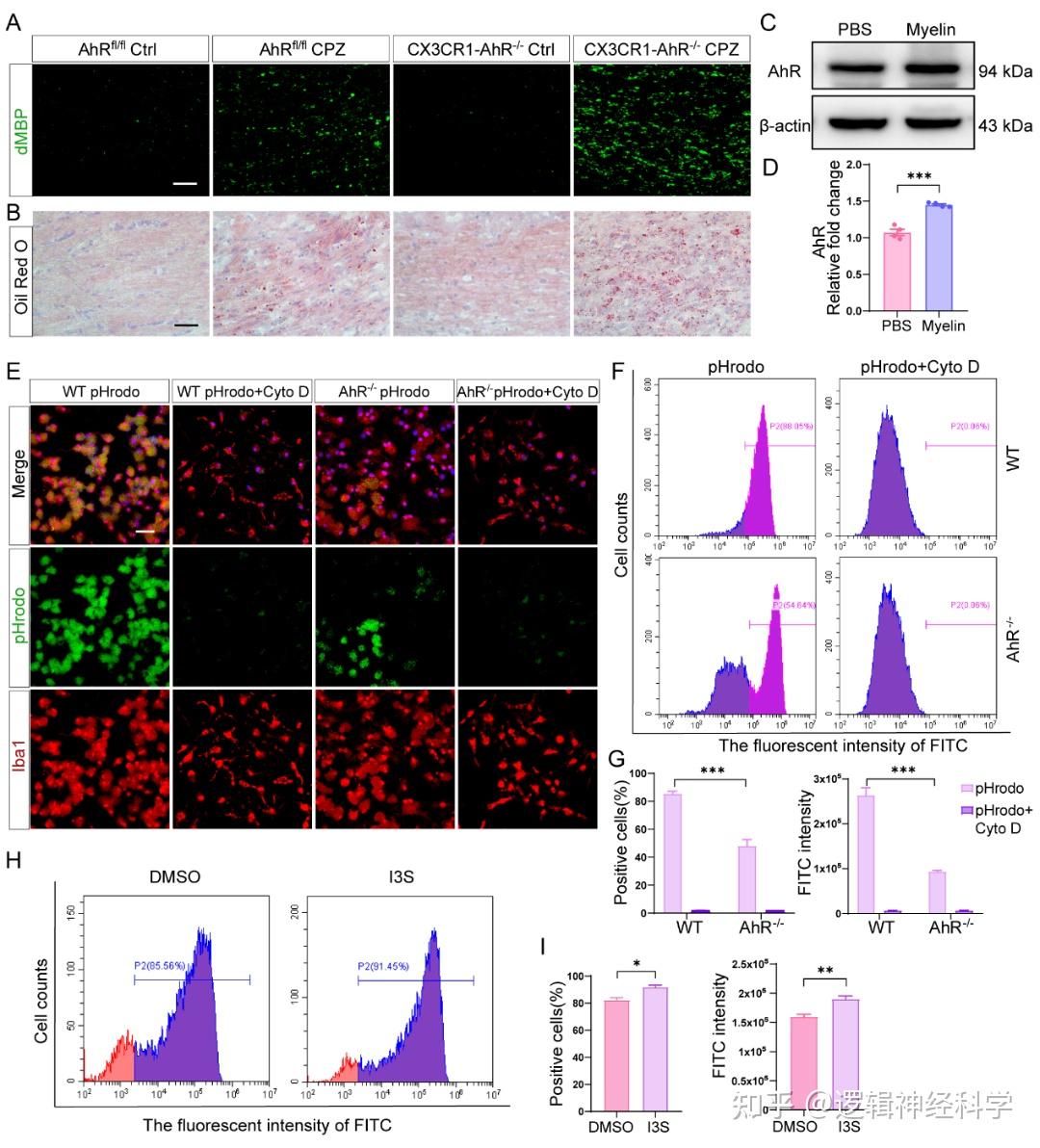 J Neuroinflammation｜复旦大学汪军/王彦青团队揭示小胶质细胞AhR受体调控吞噬作用改善脱髓鞘损伤中的机制 - 知乎