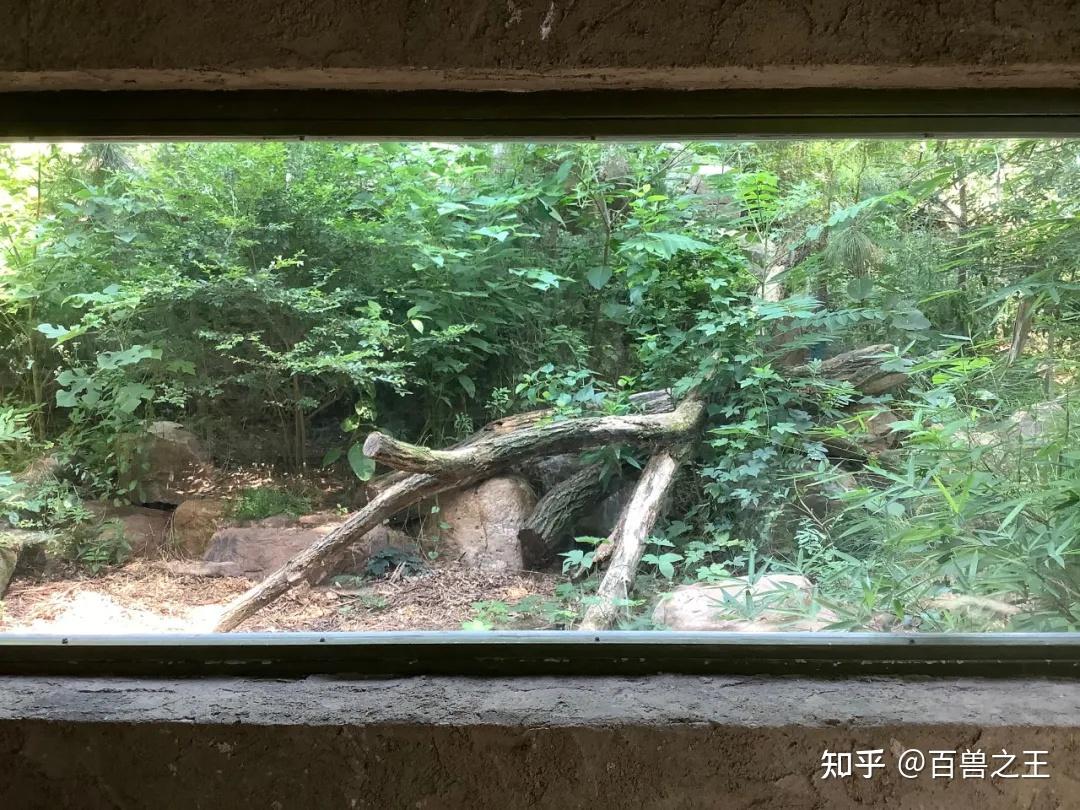 入围Zoolex | 这个场馆与动物一起生长和呼吸 - 知乎