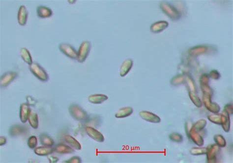 【古菌域全系列14】隐藻界Cryptista：隐于世间而影响世界 - 知乎