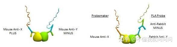 默克生命科学 | Duolink® PLA Probemaker指南 - 知乎