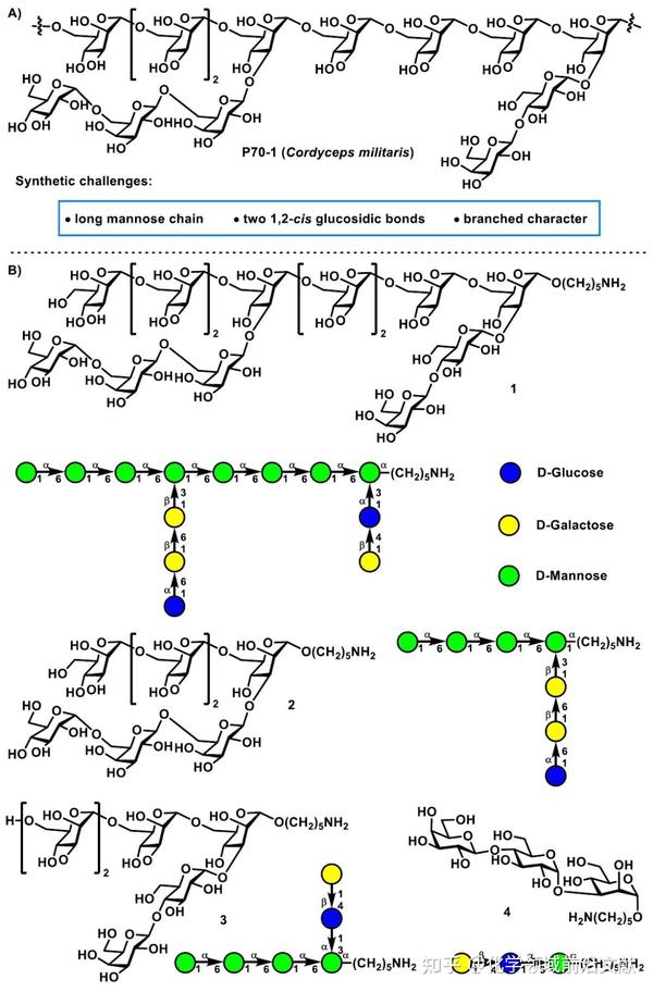 昆明植物所肖国志课题组：蛹虫草P70-1多糖的正交一锅法合成 - 知乎