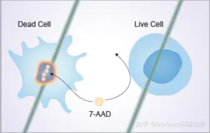 7-AAD 细胞活力流式细胞术实验方案 - 知乎