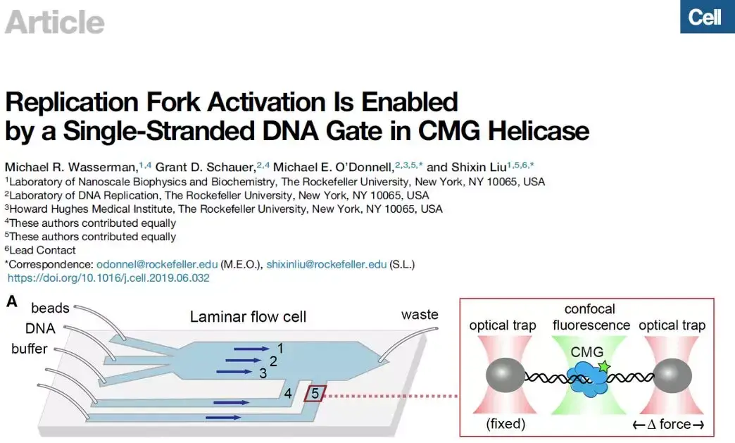 Cell | 刘诗欣团队揭示真核解旋酶在DNA复制起始和重启中的关键“门控”作用 - 知乎