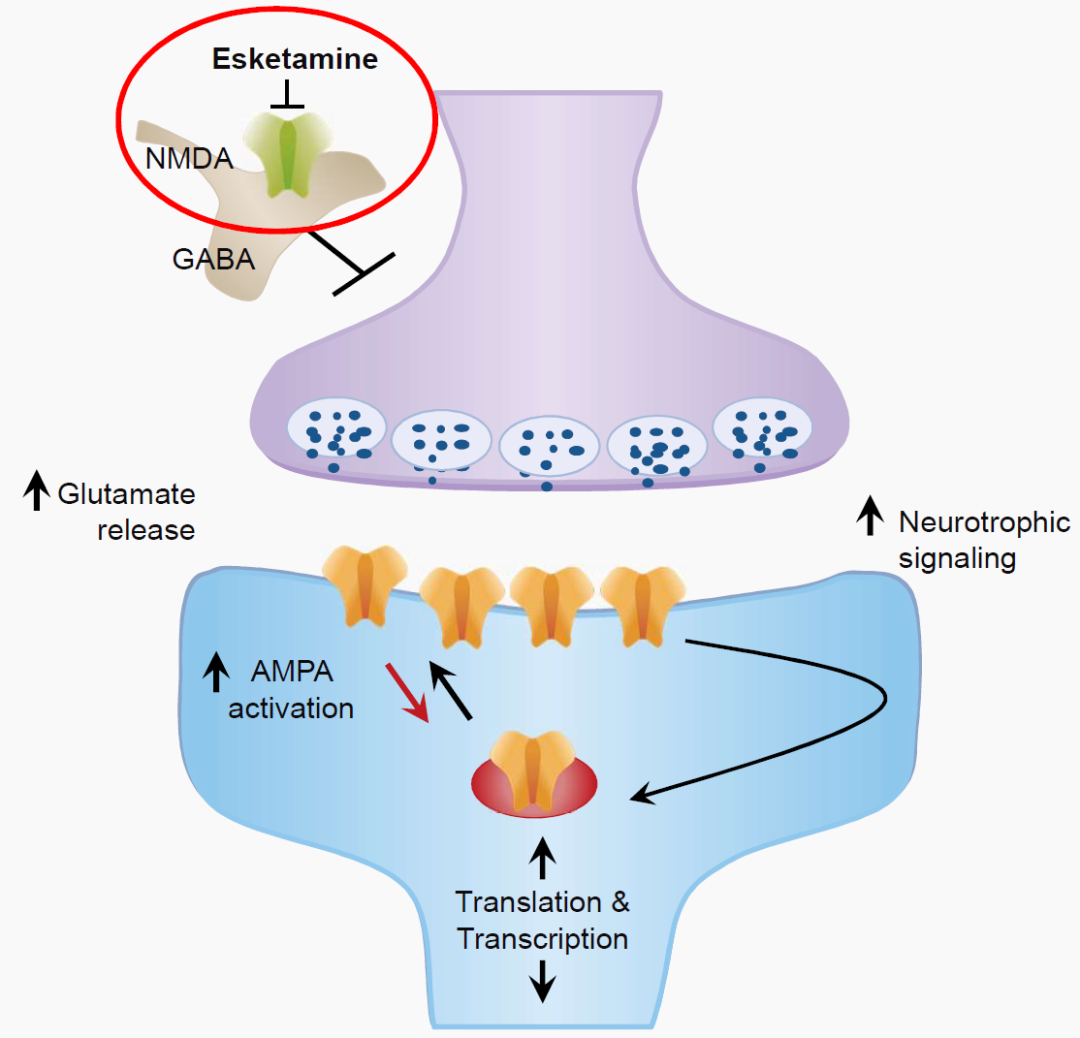 百忧解犹未解：抗抑郁新药路在何方？ - 知乎