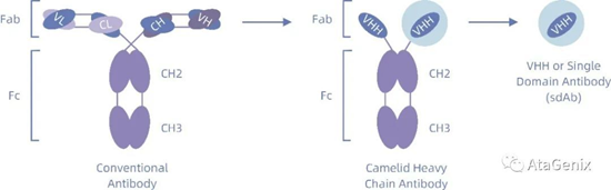 抗体发现之—纳米抗体 - 知乎