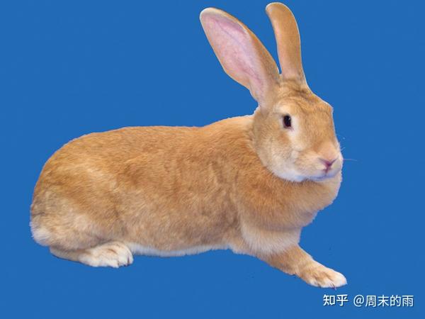 常见兔子品种（一） - 知乎