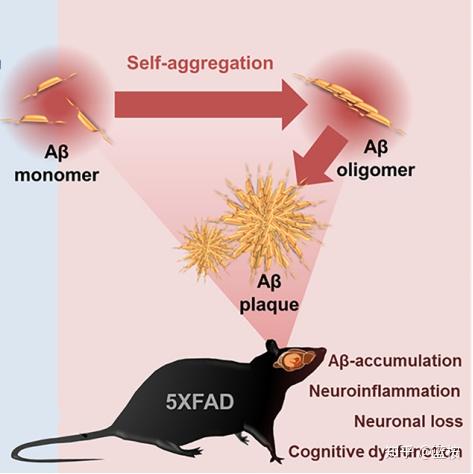 5xFAD五转小鼠 - 知乎