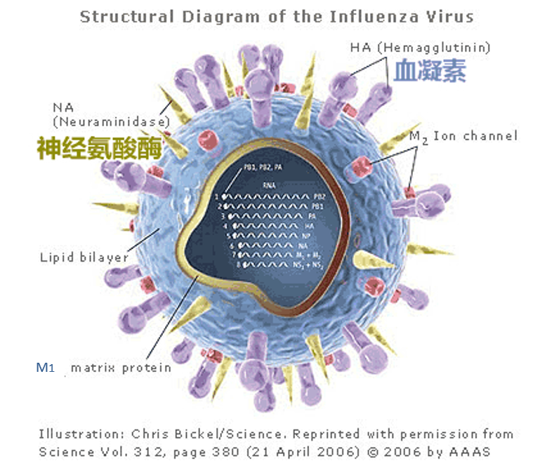 HIV病毒在侵染细胞的时候，蛋白质外壳为什么会进入细胞？ - 知乎