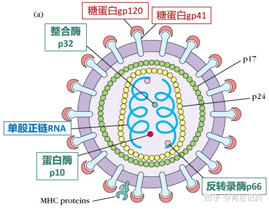 记住所有生物药 | 抗CD4治疗HIV-1 | Ibalizumab 伊巴珠单抗 - 知乎