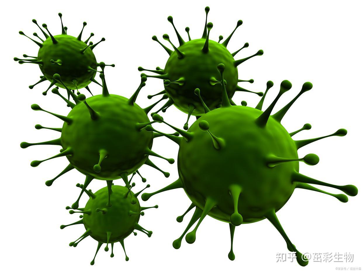 ZCIBIO——牛细小病毒（BPV）试剂盒（ELISA） - 知乎