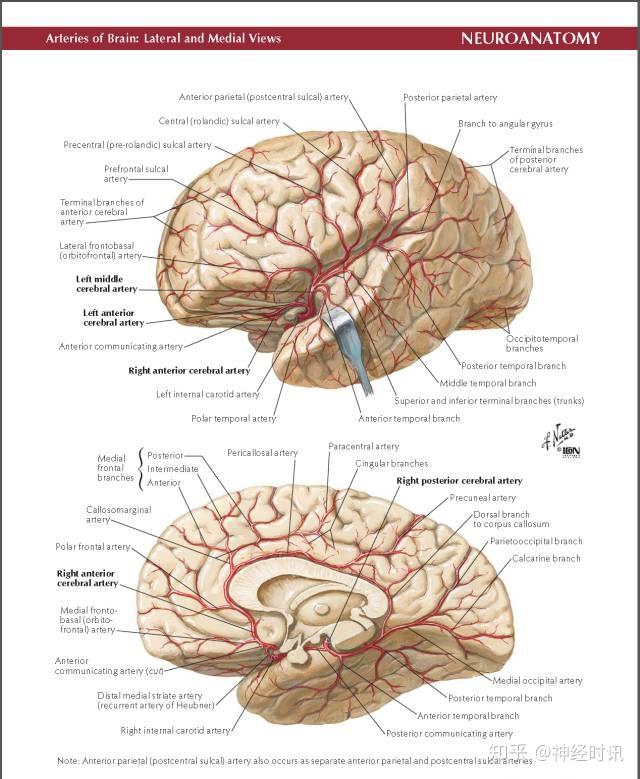Netter脑血管解剖（精美原版高清彩色大图）二 - 知乎