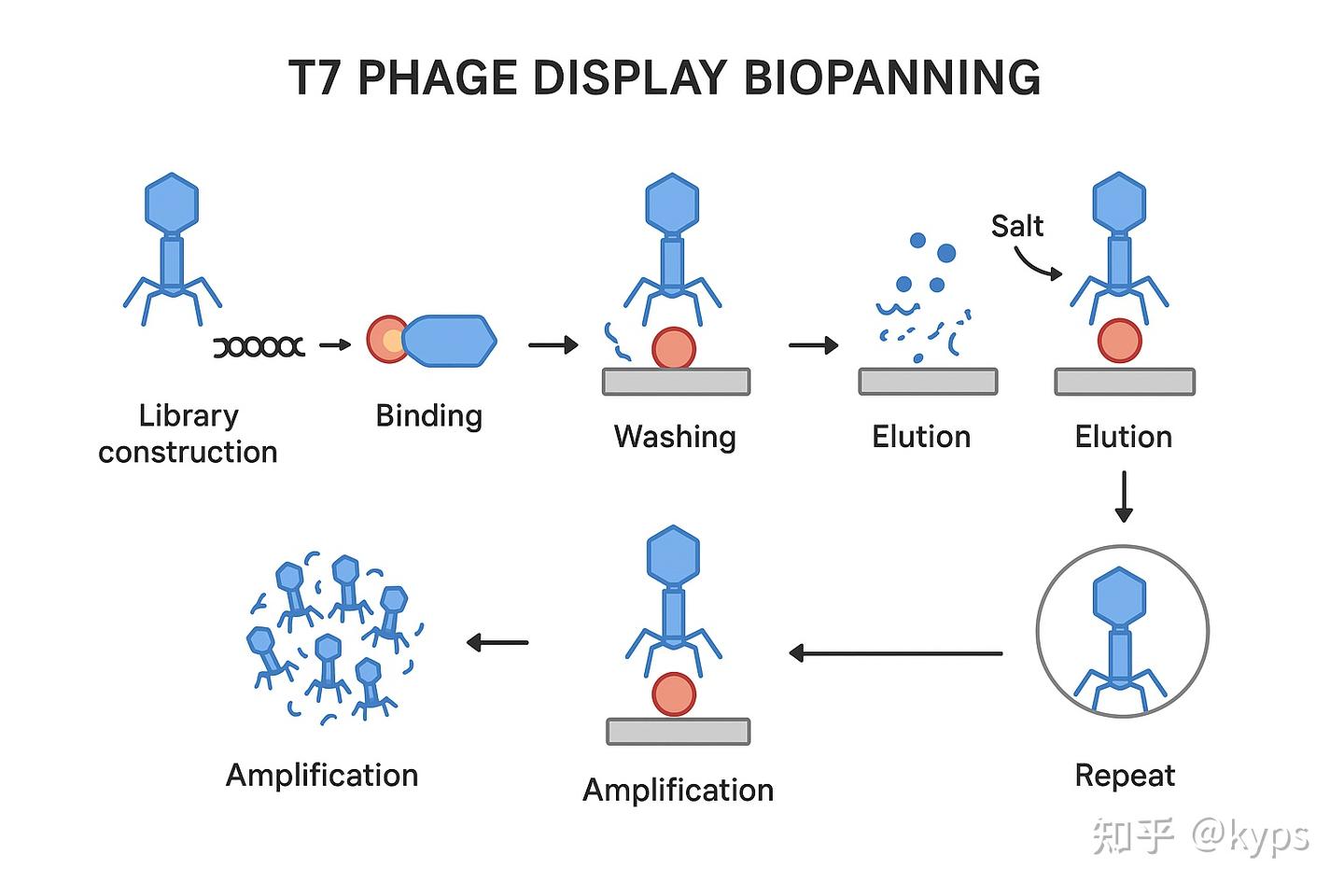 什么是T7 噬菌体展示系统 - 知乎