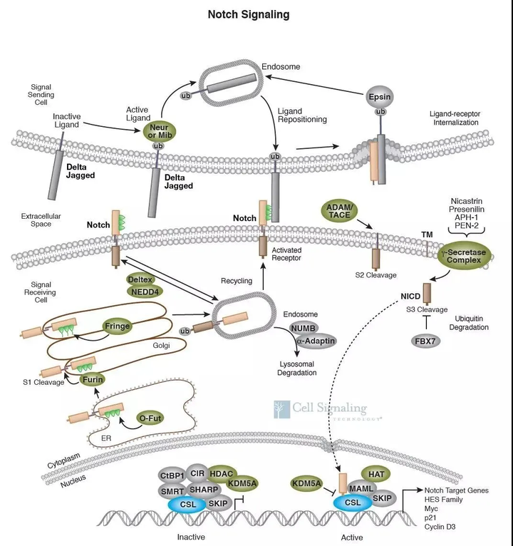 细胞的命运在谁手里？Notch通路告诉你 - 知乎