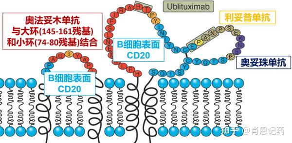 记住所有FDA生物药 | 最后3款CD20 | 奥法妥木单抗,Ibritumomab tiuxetan,Ublituximab - 知乎