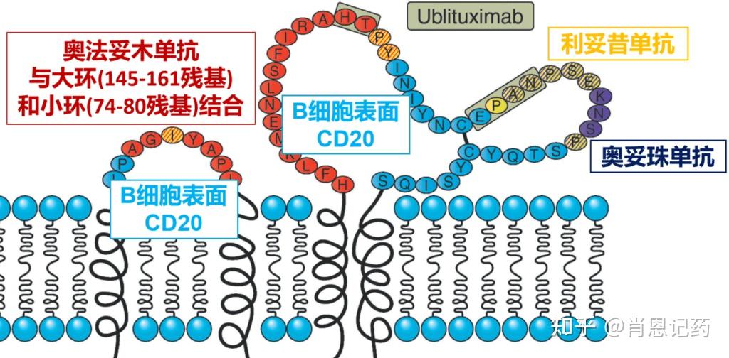 记住所有FDA生物药 | 最后3款CD20 | 奥法妥木单抗,Ibritumomab tiuxetan,Ublituximab - 知乎