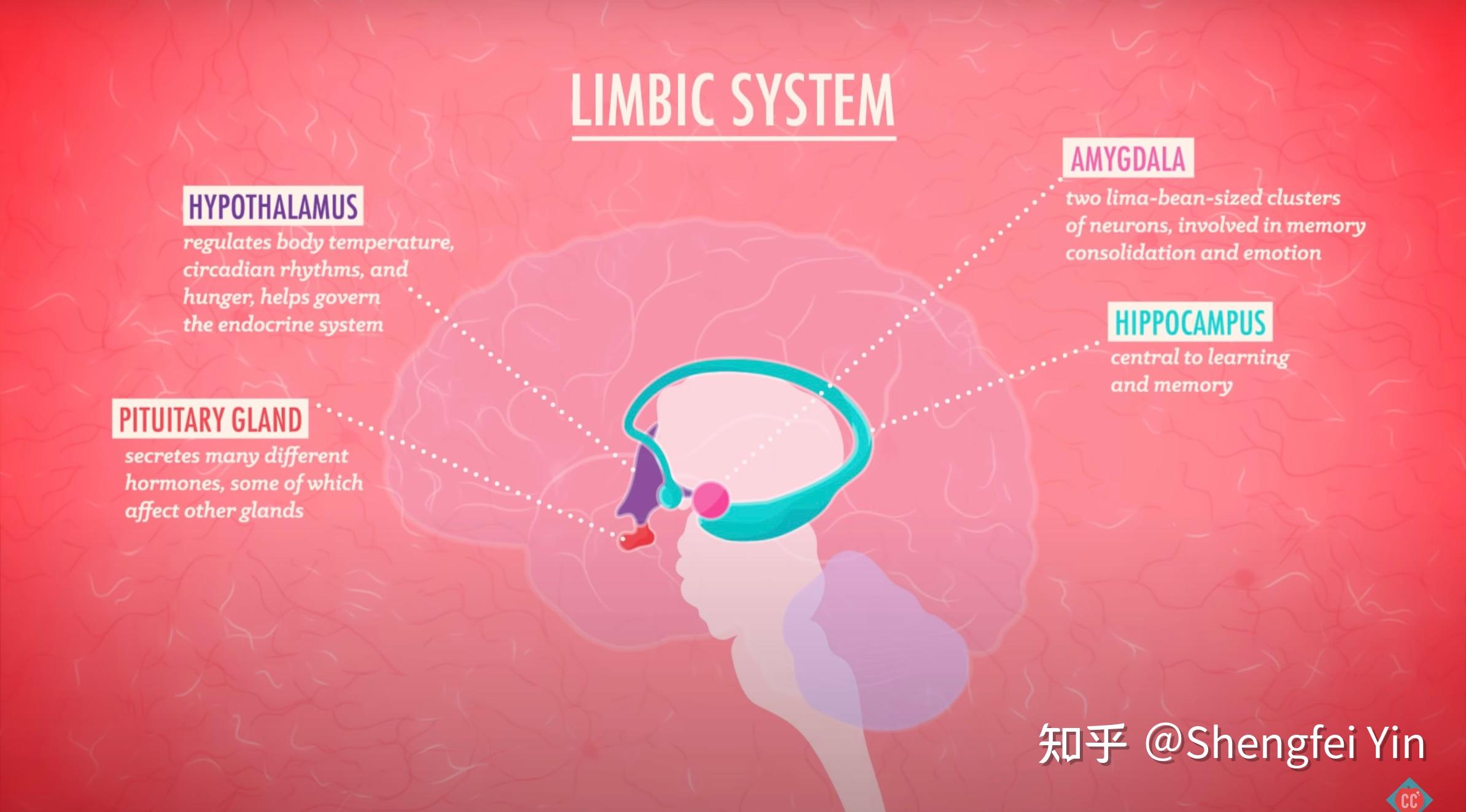 Trauma & Addiction - Crash Course Psychology #31 - 知乎