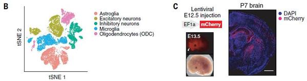 Science | 识别基因功能的新技术Perturb-Seq，并揭示自闭症有关风险基因 - 知乎