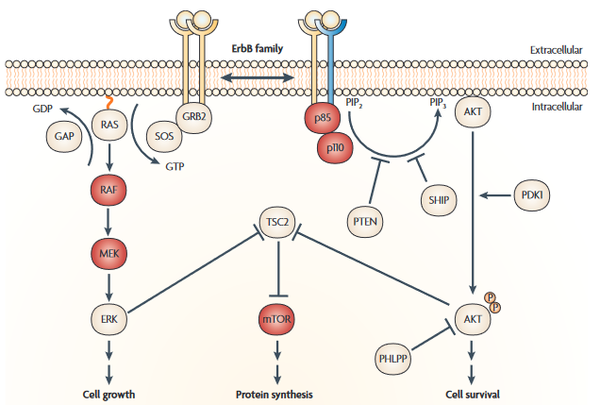 同源康医药EGFR/HER2 抑制剂 TY-4028获得FDA默示许可 - 知乎