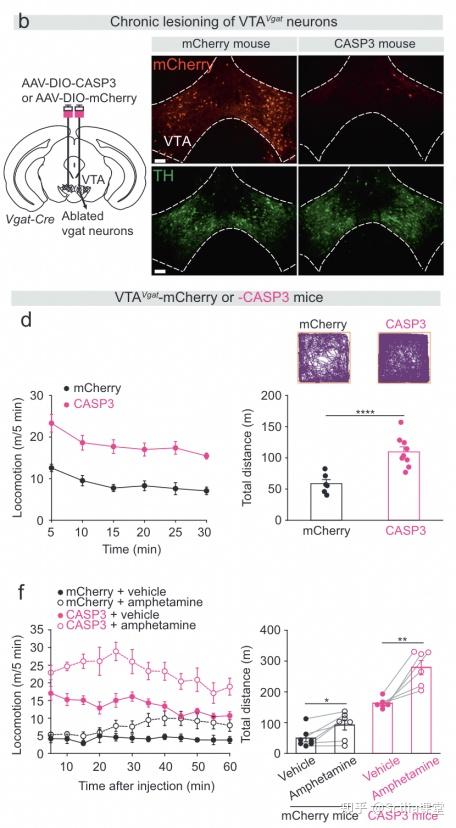 细胞杀伤、钙成像及探针工具病毒载体介绍 - 知乎