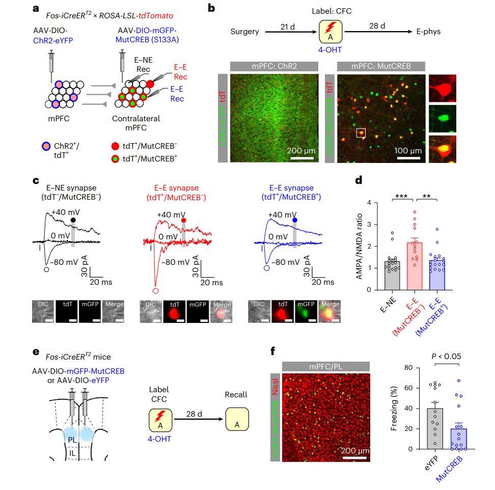 一朝被蛇咬十年怕井绳，研究揭示远程情境记忆的新皮层突触印记 - 知乎