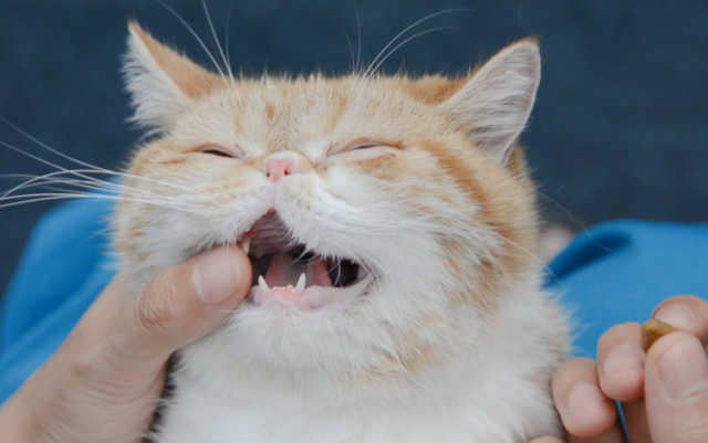 怎么给猫咪喂药? 知乎
