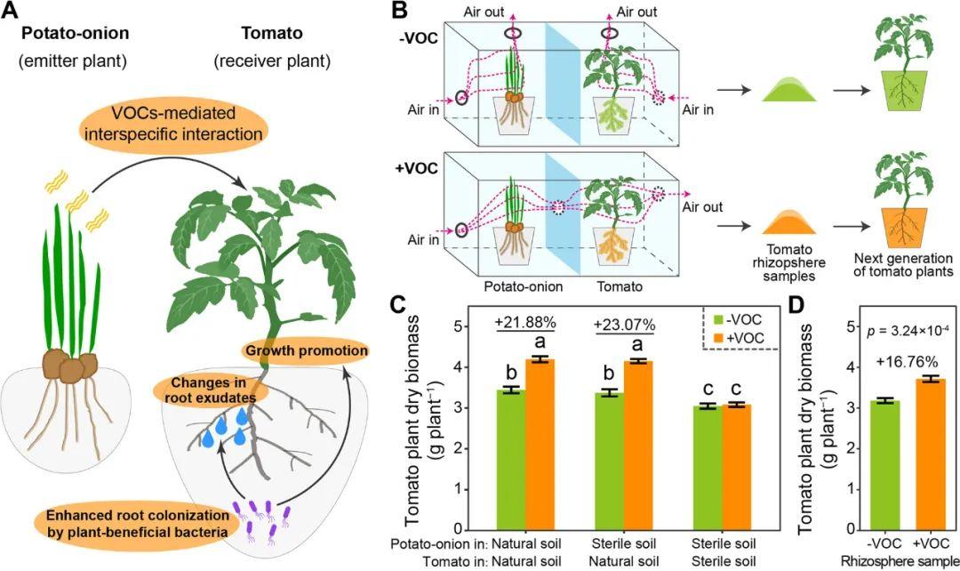 Microbiome | 挥发物介导的种间植物相互作用通过诱导根分泌物的变化促进有益细菌的根定植 - 知乎