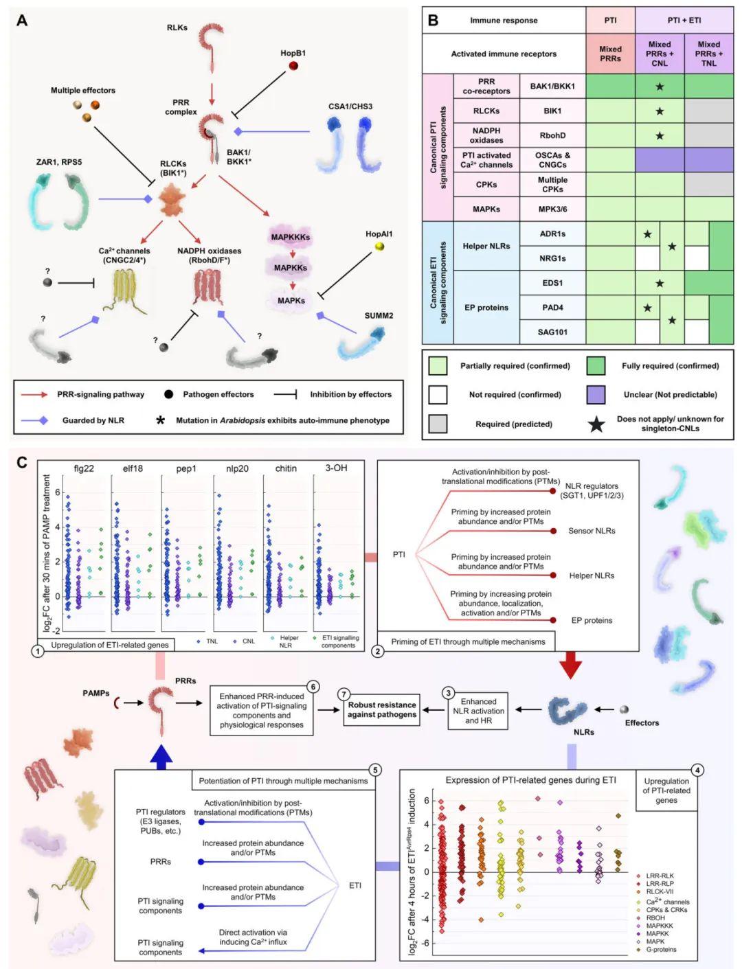 植物免疫系统的“御敌”机制 - 知乎