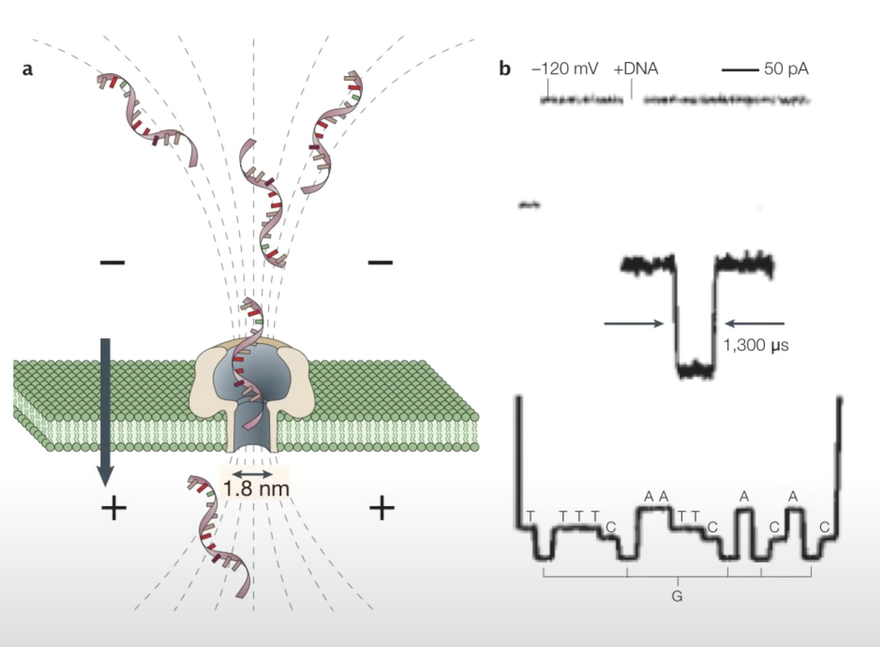 基因组学——(二) 测序技术 - 知乎