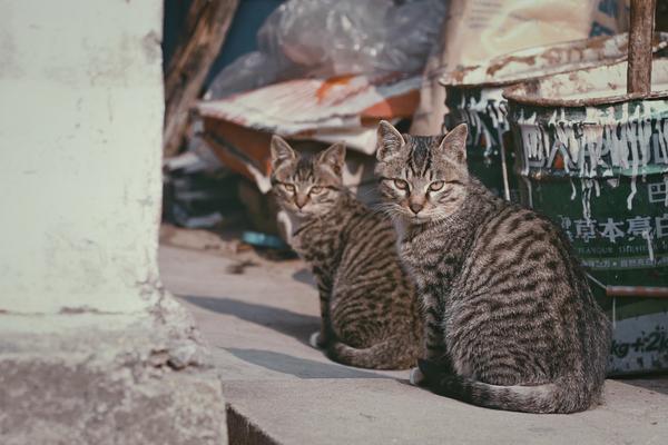 狸花猫多少钱一只，狸花猫价格 - 知乎