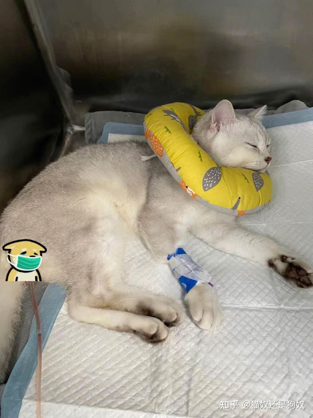 过来人告诉你，猫咪绝育后，变化不止一点 - 知乎