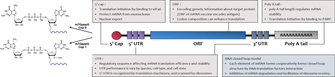 mRNA疫苗这么火，来看看mRNA poly(A)质粒如何快速合成和稳定制备？ - 知乎
