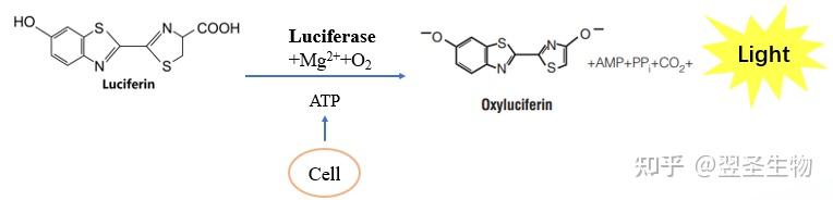 干货分享 | ATP Luminescent 细胞活力检测试剂盒的应用 - 知乎
