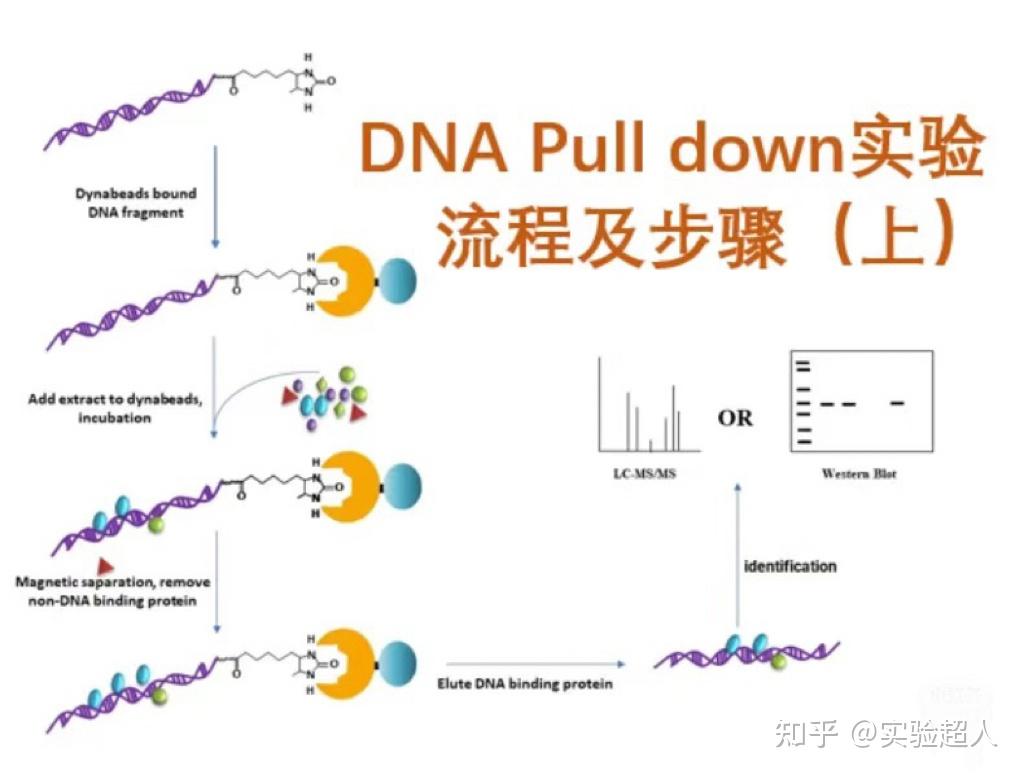 一文详解：DNA pull-down - 知乎