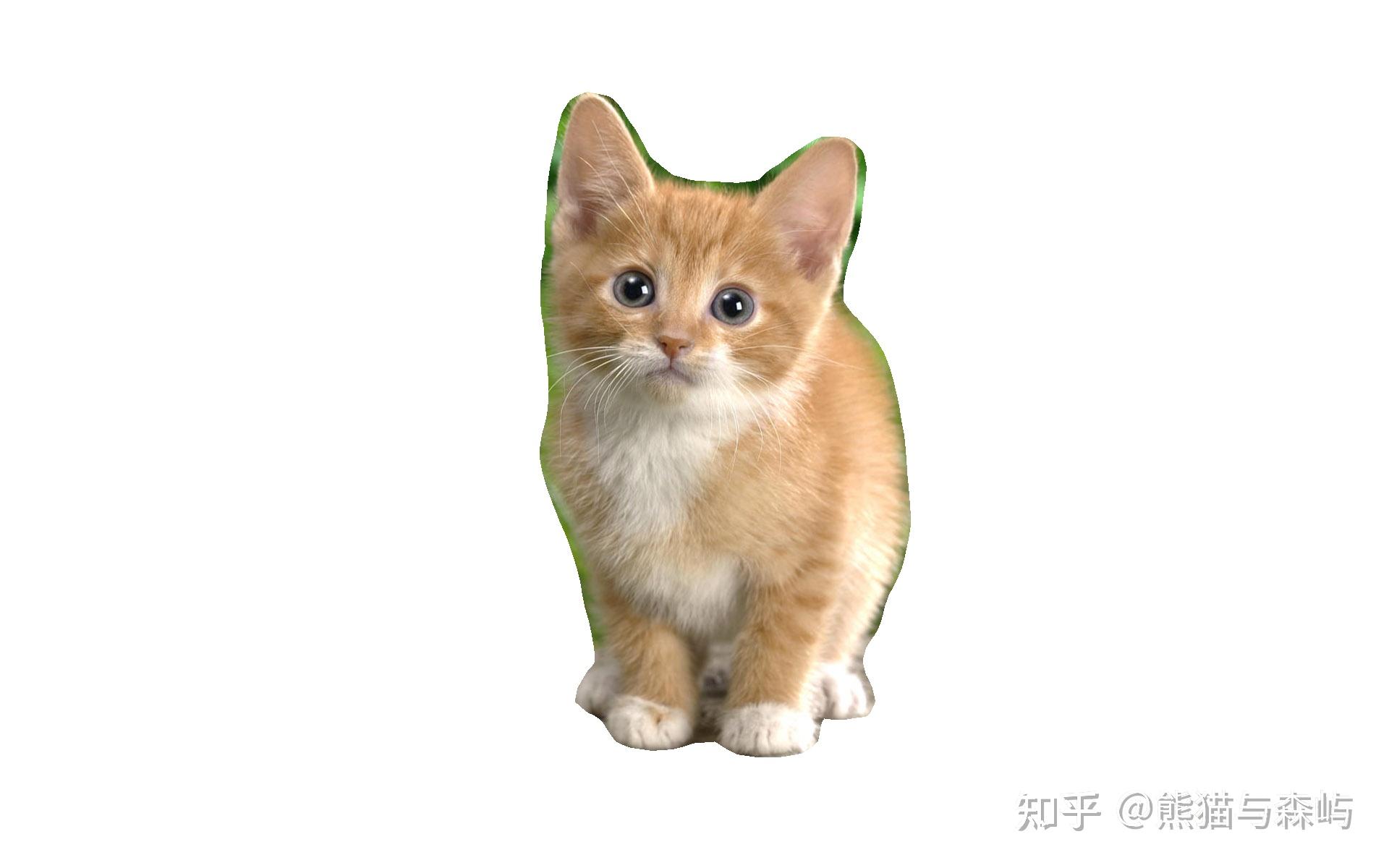 《pytorch 模型推理及多任务通用范式》课程中的第四节课进行学习 知乎