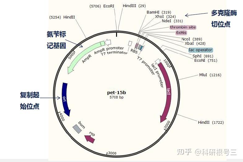 常见的载体类型汇总：质粒载体、噬菌体载体、柯斯载体、病毒载体、人工染色体载体 - 知乎
