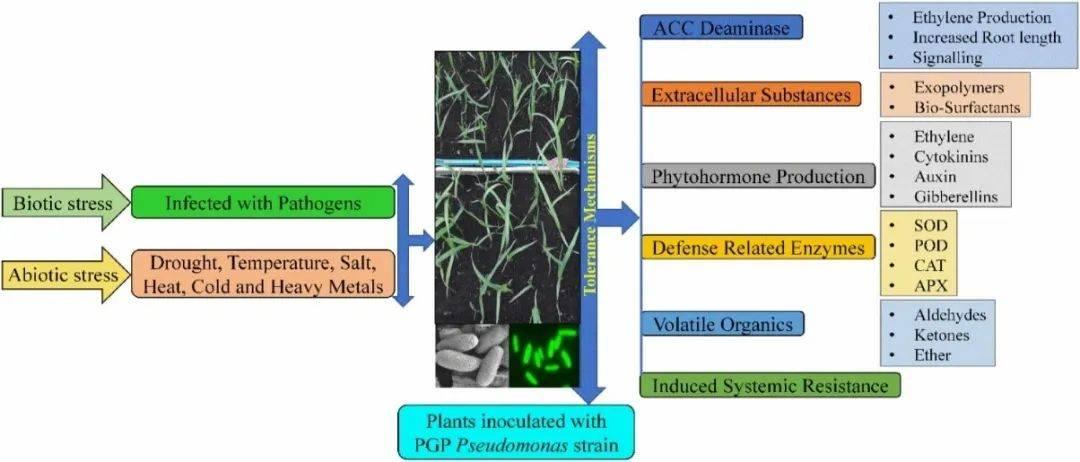 刊·见 | SCI期刊Journal of Plant Interactions，探索植物如何与环境互动交流 - 知乎