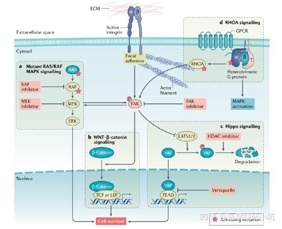 Nat Rev Cancer综述: 靶向FAK的抗癌联合疗法 - 知乎