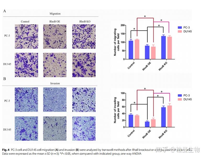 RhoB：前列腺癌细胞增殖与化疗敏感性的关键调控因子 - 知乎