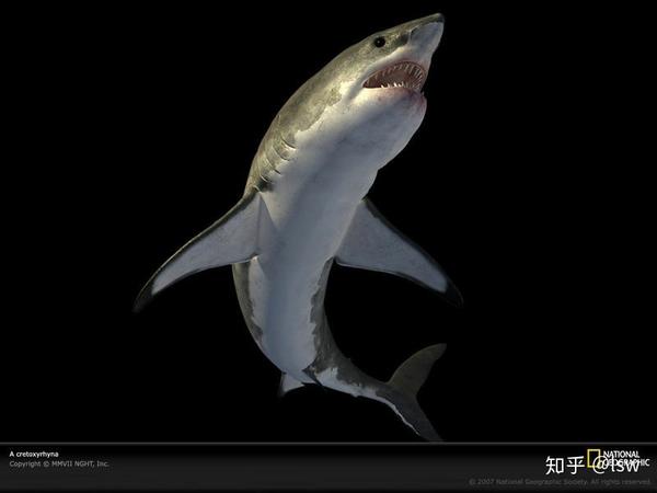 前朝盛世--白垩纪海洋的生物们 - 知乎